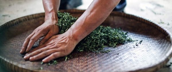 The fascinating world of tannins in tea | Semper Tea