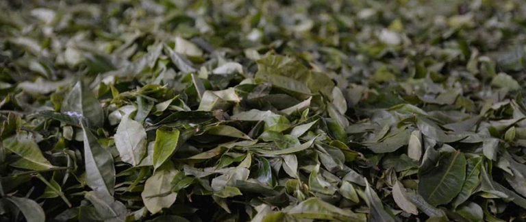 Té Oolong o té azul | Origen, elaboración y propiedades | Semper Tea